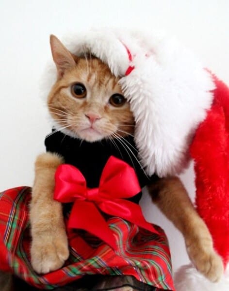 25 Cute Christmas Costume Ideas For Cats