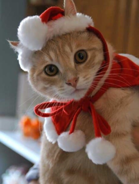 25 Cute Christmas Costume Ideas For Cats