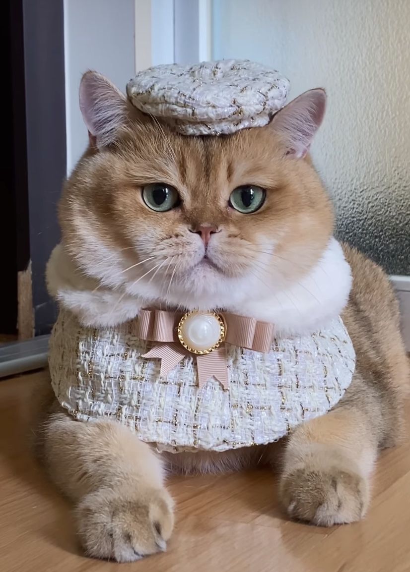 25 Cute Christmas Costume Ideas For Cats
